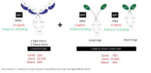 Camelid Antibodies | Padula Serums Pty Ltd